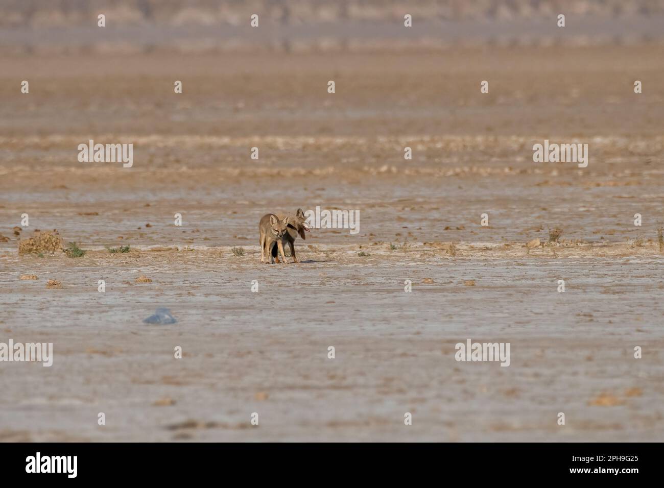Bengalfuchs vulpes bengalensis im kutch -Fotos und -Bildmaterial in ...