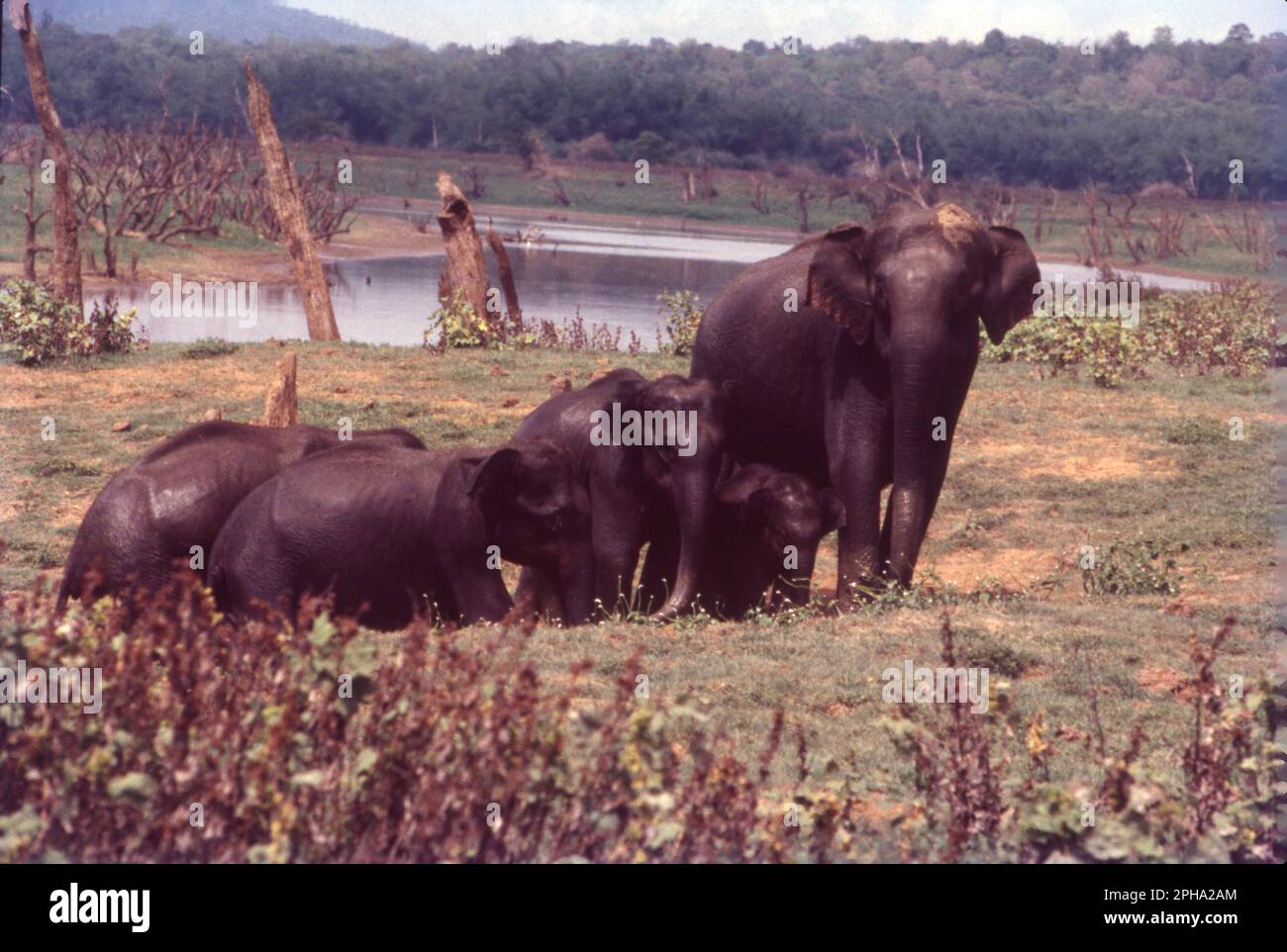 Der indische Elefant ist eine von vier bekannten Subarten des ...