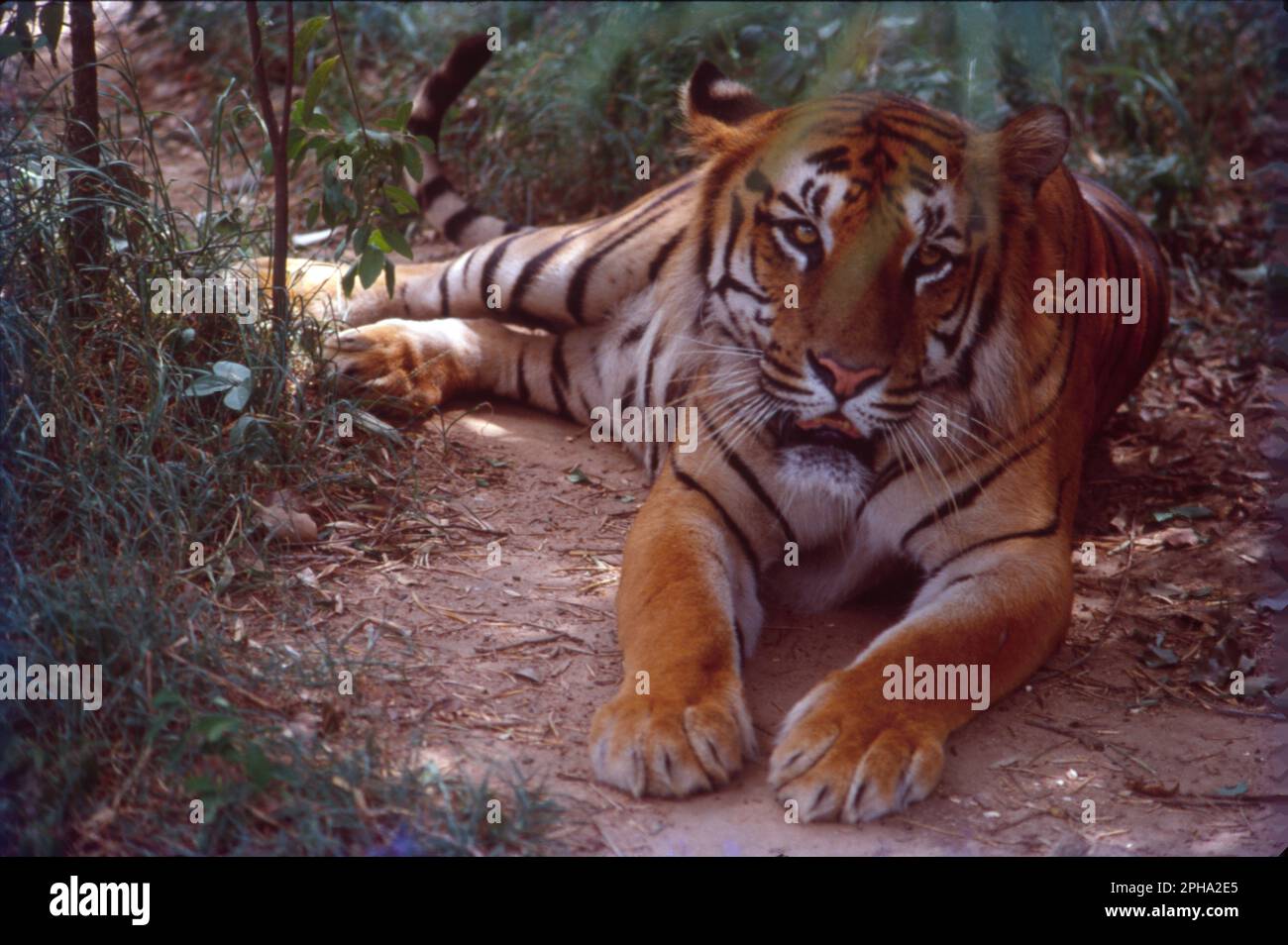 Tiger machen in Indien mehr als 70 % der Weltbevölkerung von Tigern aus ...