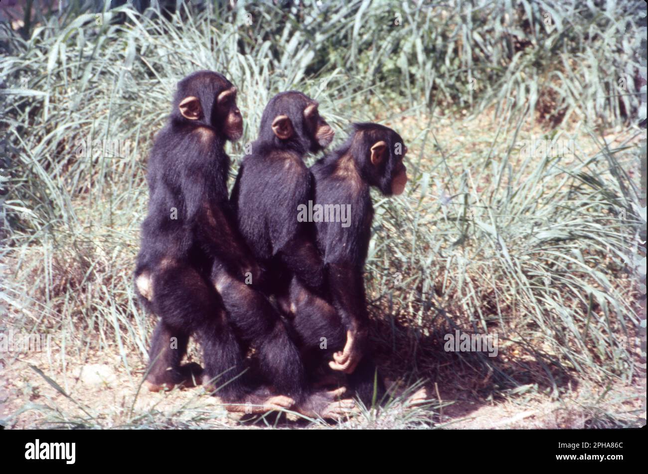 Der Schimpanse, auch bekannt als einfach der Schimpanse, ist eine Art ...