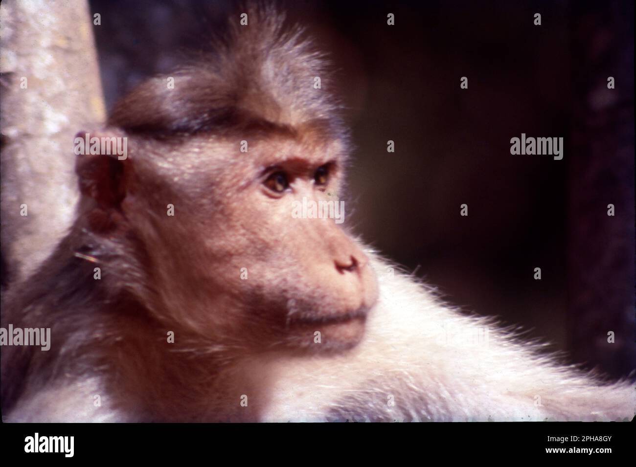 Unter allen anderen Makaken in Indien ist der Rhesusaffe (Macaca ...