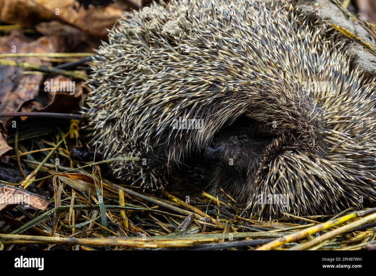 Rare hedgehog -Fotos und -Bildmaterial in hoher Auflösung – Alamy