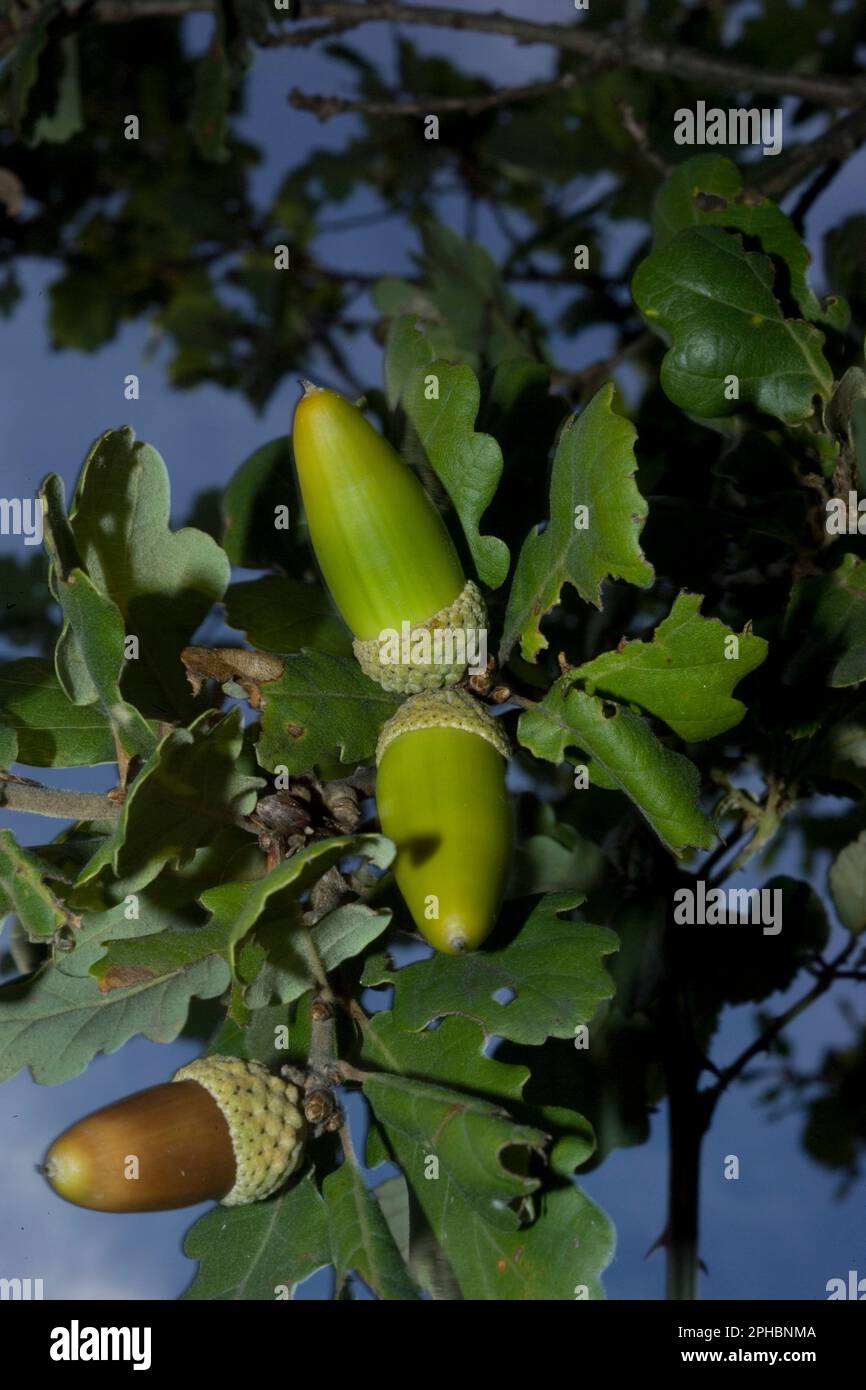 holm-Eiche, immergrüne Eiche (Quercus ilex), Eicheln auf einem Ast ...