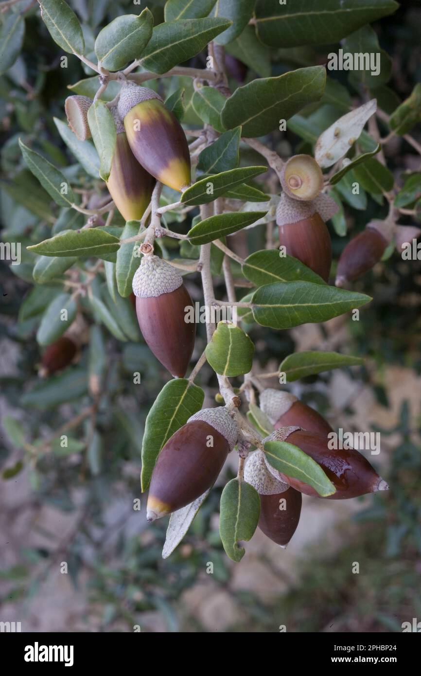 holm-Eiche, immergrüne Eiche (Quercus ilex), Eicheln auf einem Ast ...