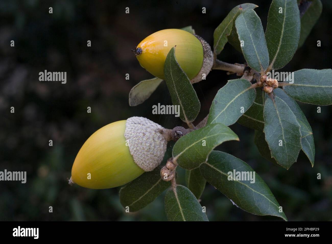 holm-Eiche, immergrüne Eiche (Quercus ilex), Eicheln auf einem Ast ...