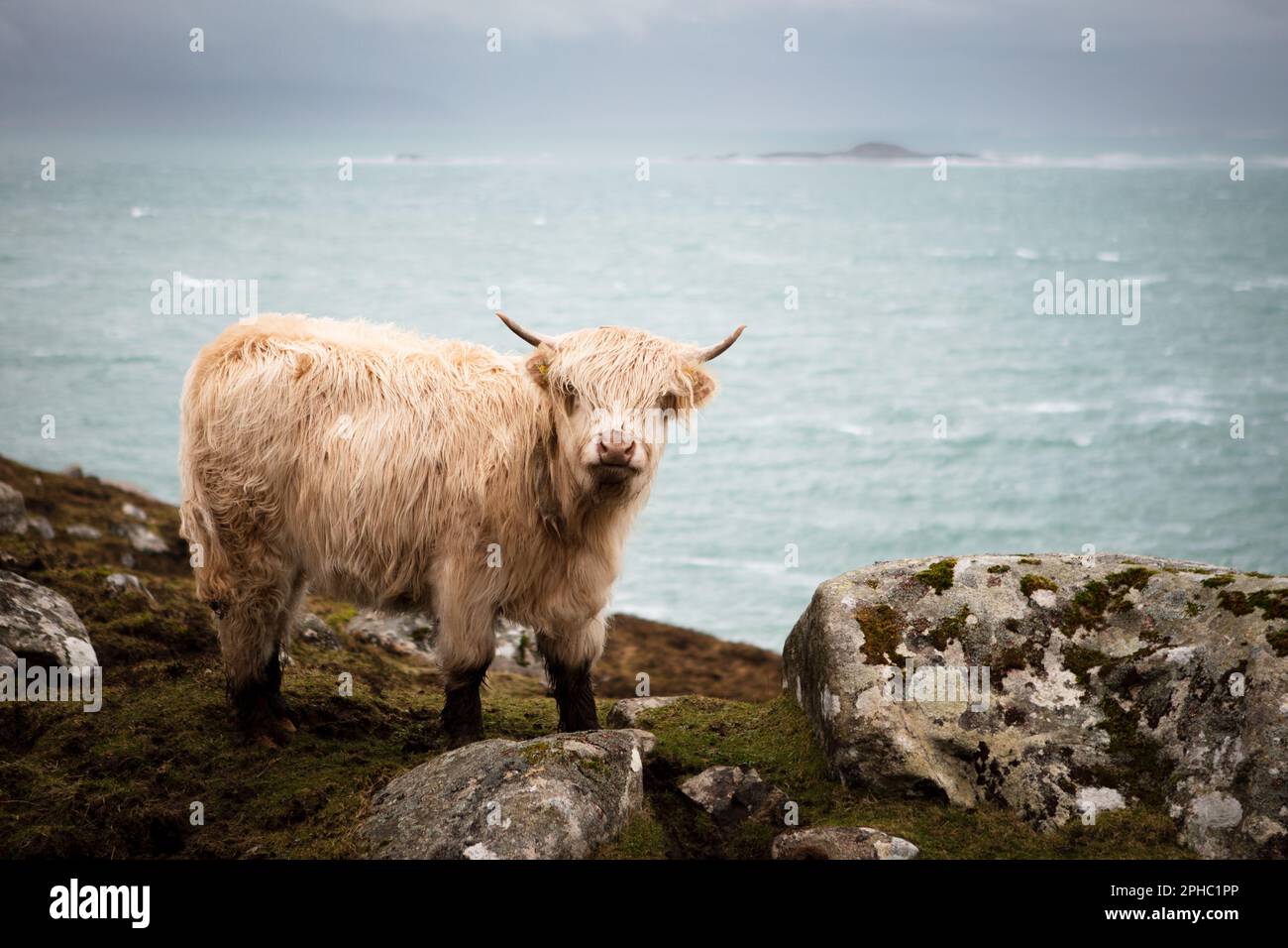 Haarige kuh -Fotos und -Bildmaterial in hoher Auflösung – Alamy