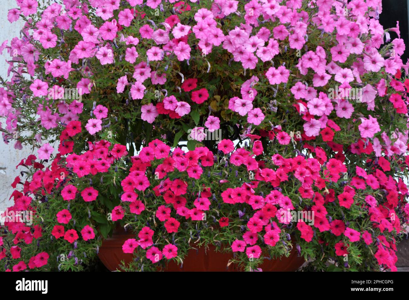 Rote und rosa surfinia petunia surfinia -Fotos und -Bildmaterial in ...