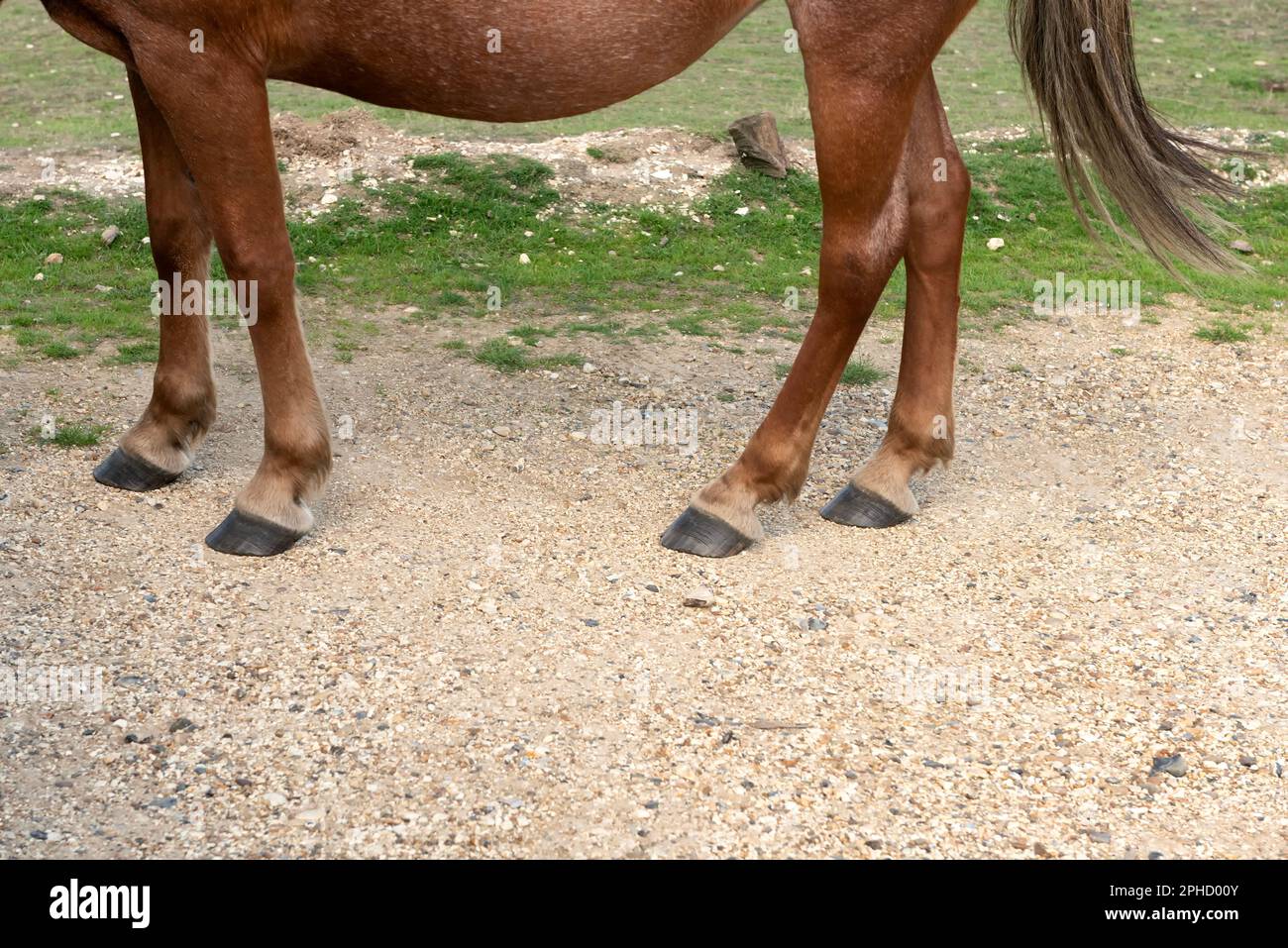 Hind leg legs -Fotos und -Bildmaterial in hoher Auflösung – Alamy