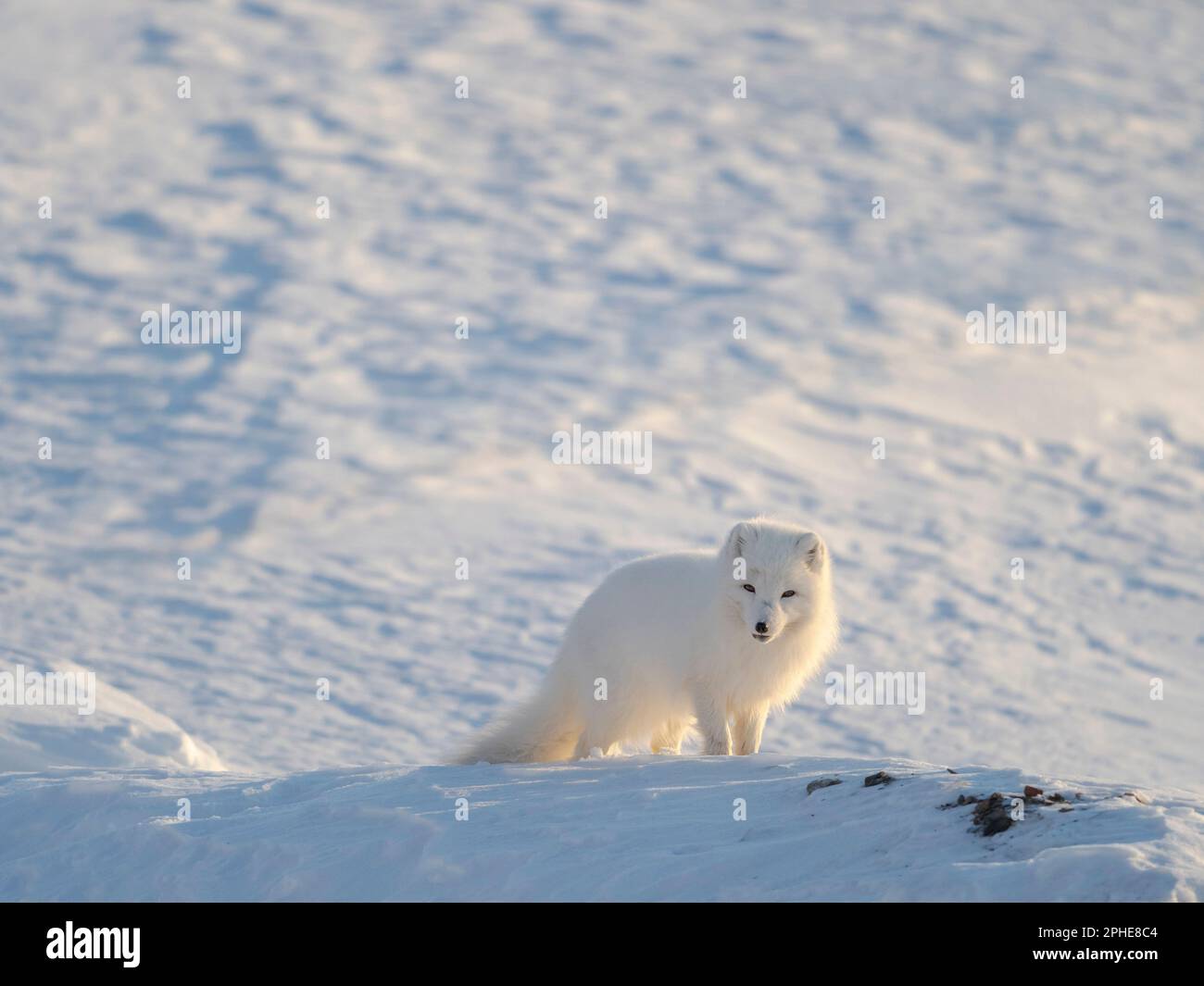 Polarfuchs (Weißfuchs, Polarfuchs, Schneefuchs, Vulpes lagopus), im ...