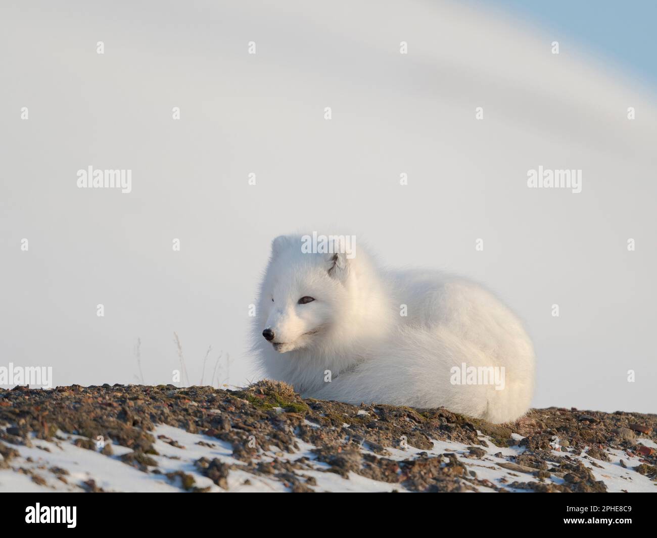 Polarfuchs (Weißfuchs, Polarfuchs, Schneefuchs, Vulpes lagopus), im ...