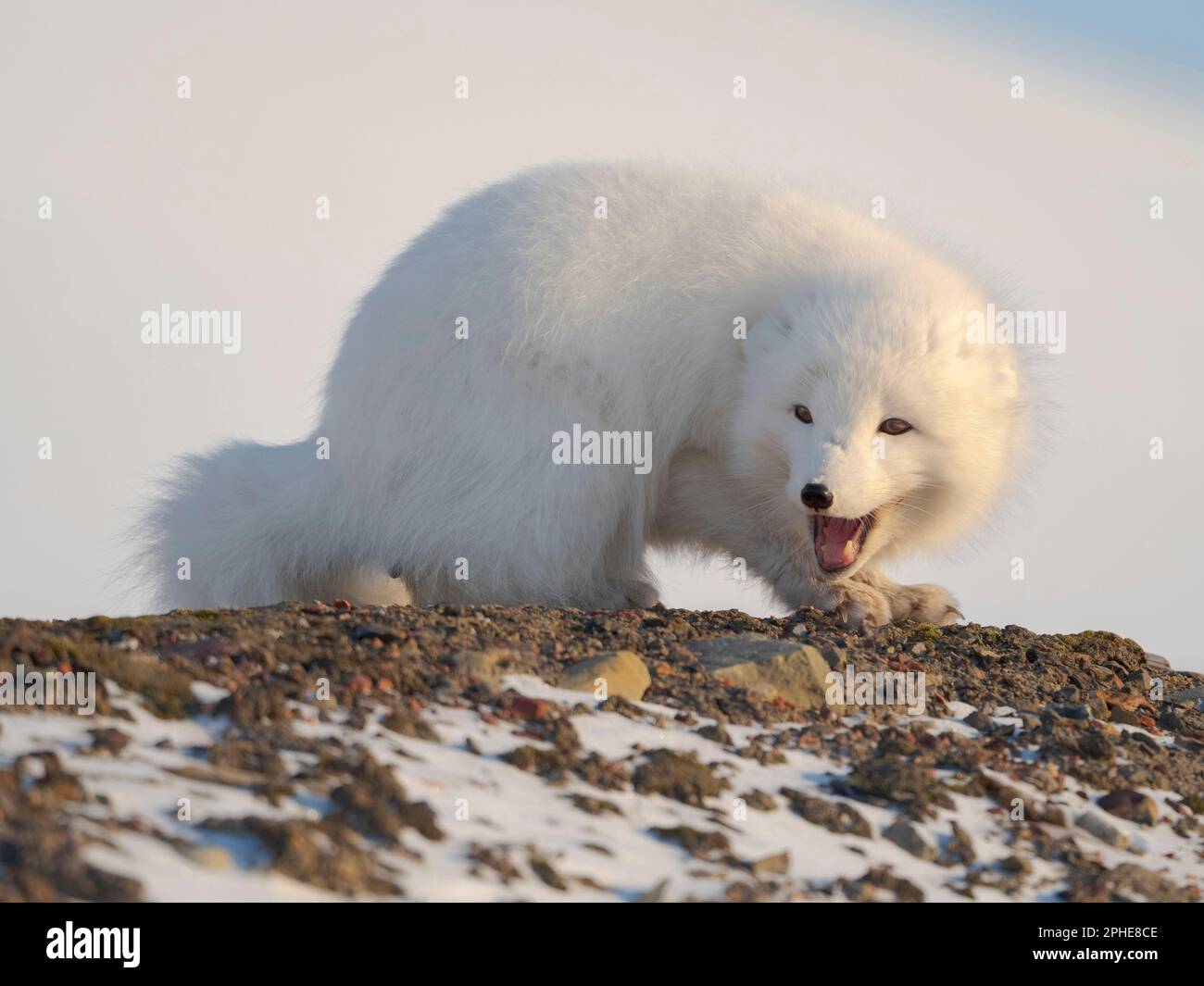 Polarfuchs (Weißfuchs, Polarfuchs, Schneefuchs, Vulpes lagopus), im ...