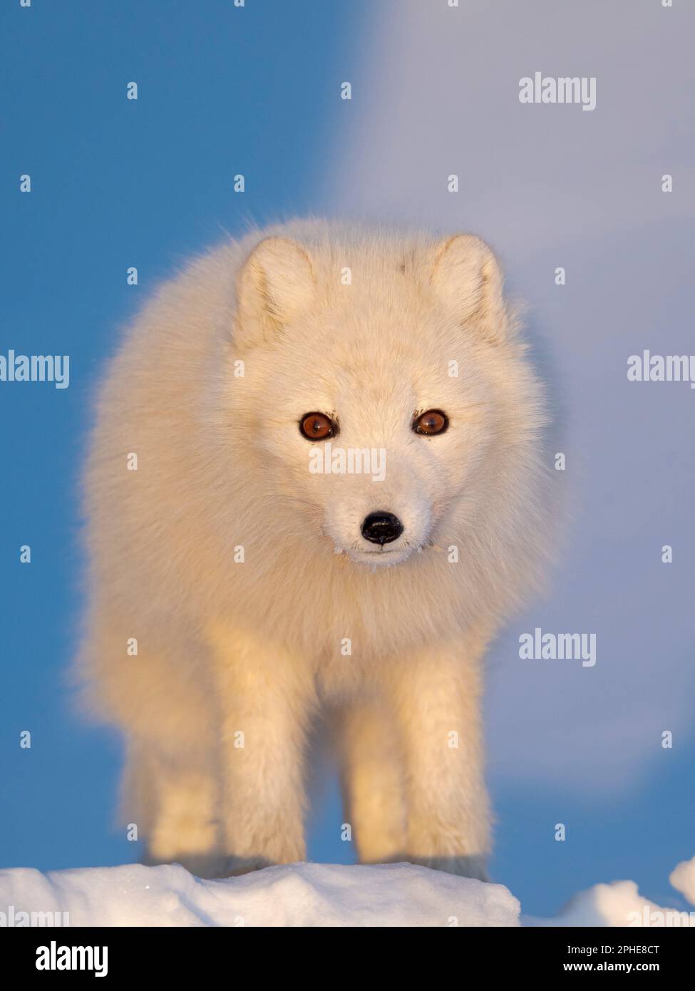 Polarfuchs (Weißfuchs, Polarfuchs, Schneefuchs, Vulpes lagopus), im ...