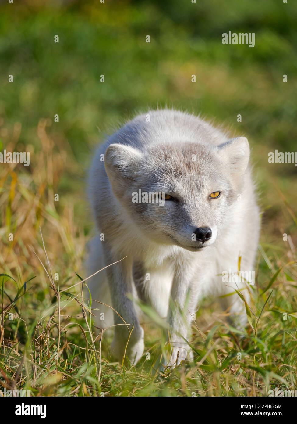 Junger weißer Polarfuchs (weißer Fuchs, Polarfuchs, Schneefuchs, Vulpes ...
