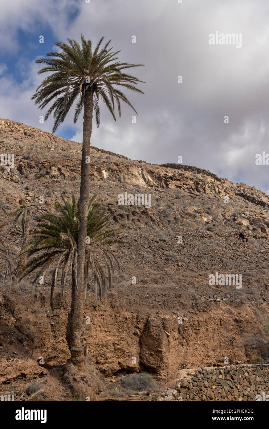 Tal mit einer frischen Vegetation aus verschiedenen Büschen und großen ...