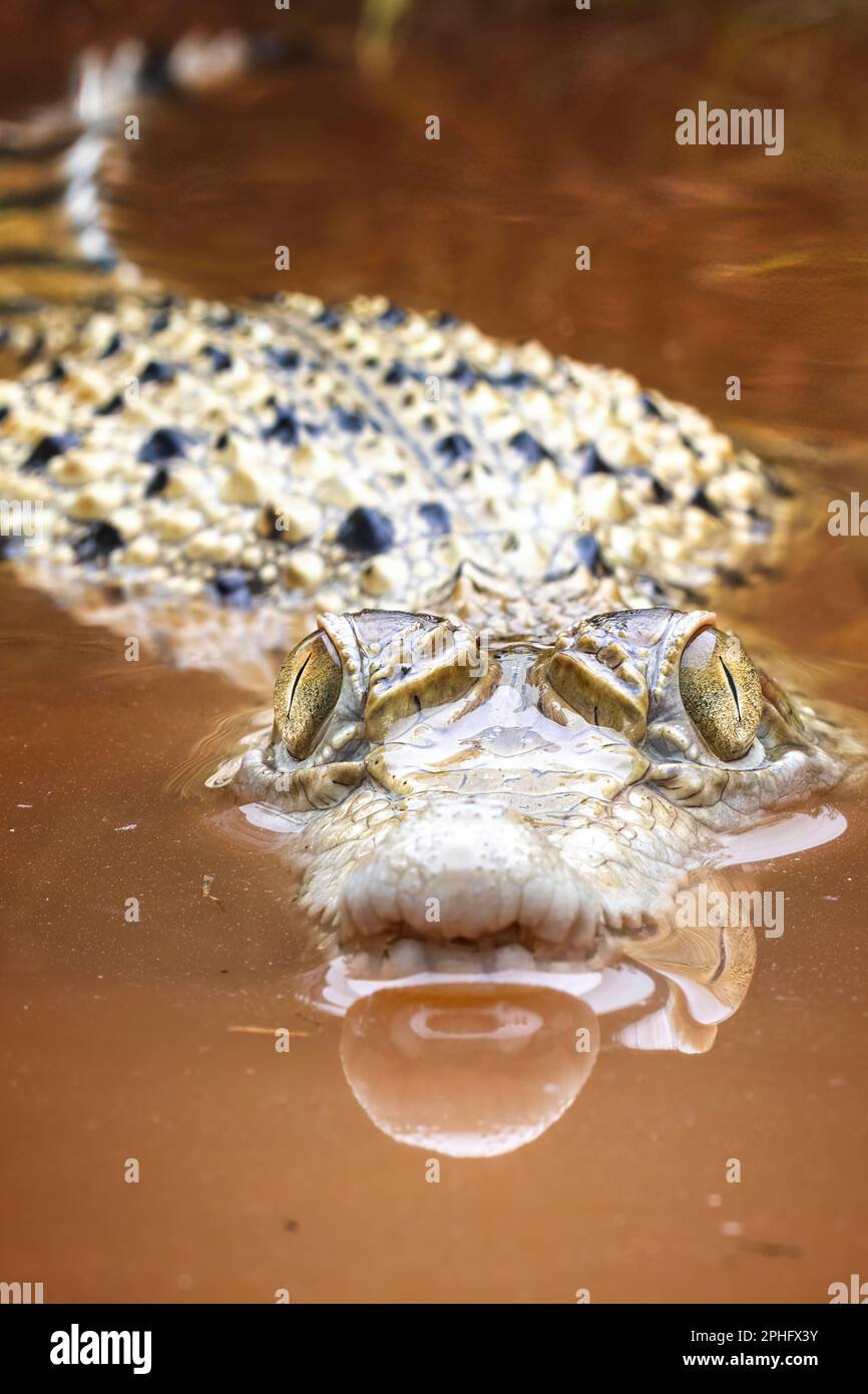 Das wilde Krokodil. Indonesien: Eine MUTIGE Libelle entschied sich ...