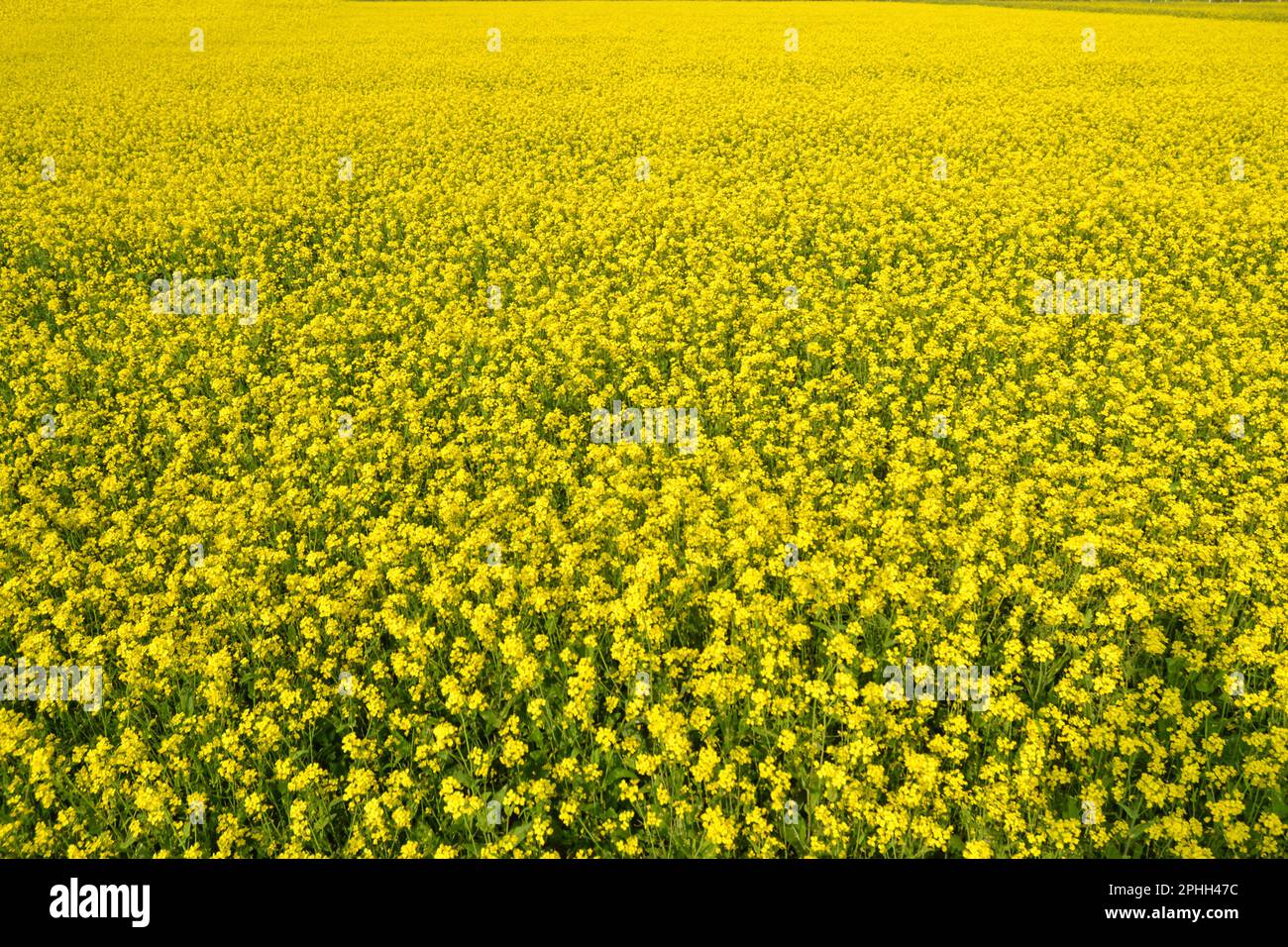 Flowers of bangladesh -Fotos und -Bildmaterial in hoher Auflösung – Alamy Flowers of bangladesh -Fotos und -Bildmaterial in hoher Auflösung – Alamy