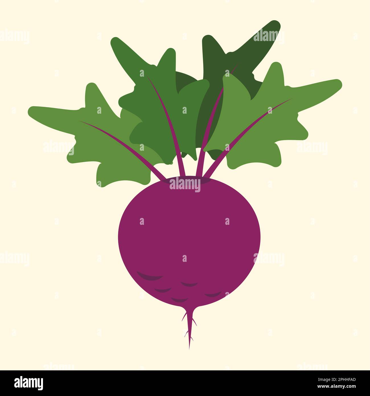 Rote bete zucker Stock-Vektorgrafiken kaufen - Alamy