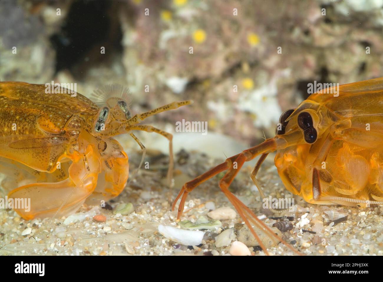 Fondi mobili -Fotos und -Bildmaterial in hoher Auflösung – Alamy