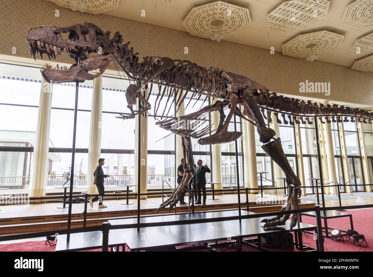 Ein 67 Millionen Jahre altes T-Rex-Skelett namens „TRX-293 TRINITY ...