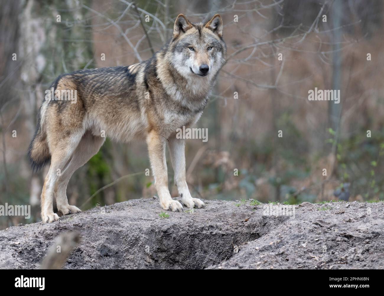 Hanau, Deutschland. 29. März 2023. Ein Wolf steht in seinem Gehege im ...