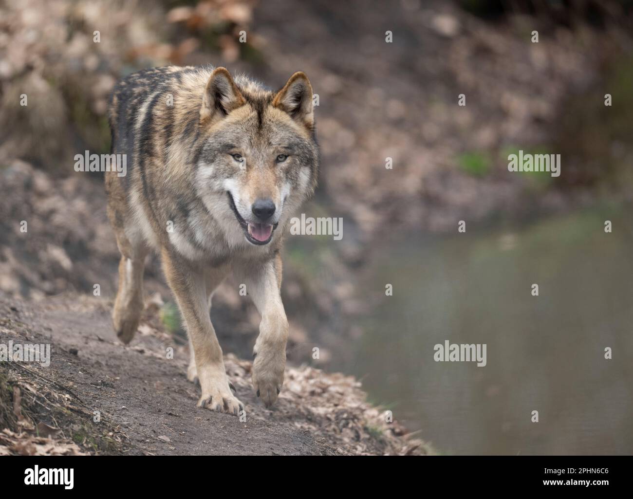 Hanau, Deutschland. 29. März 2023. Ein Wolf läuft durch seine Anlage im ...