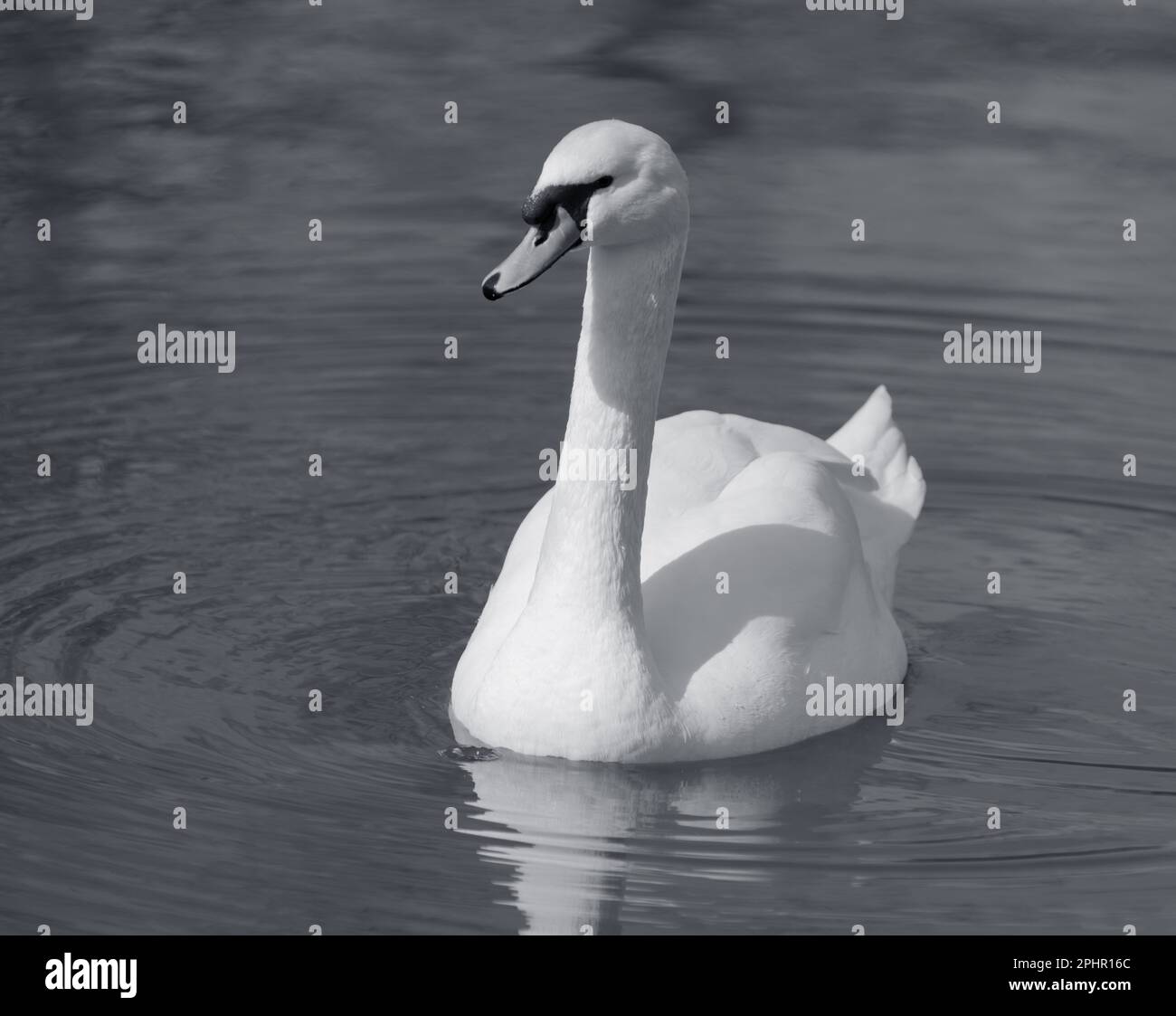 Weiße, romantische Schwäne schwimmen im See des Stadtparks. Schneeweiße ...