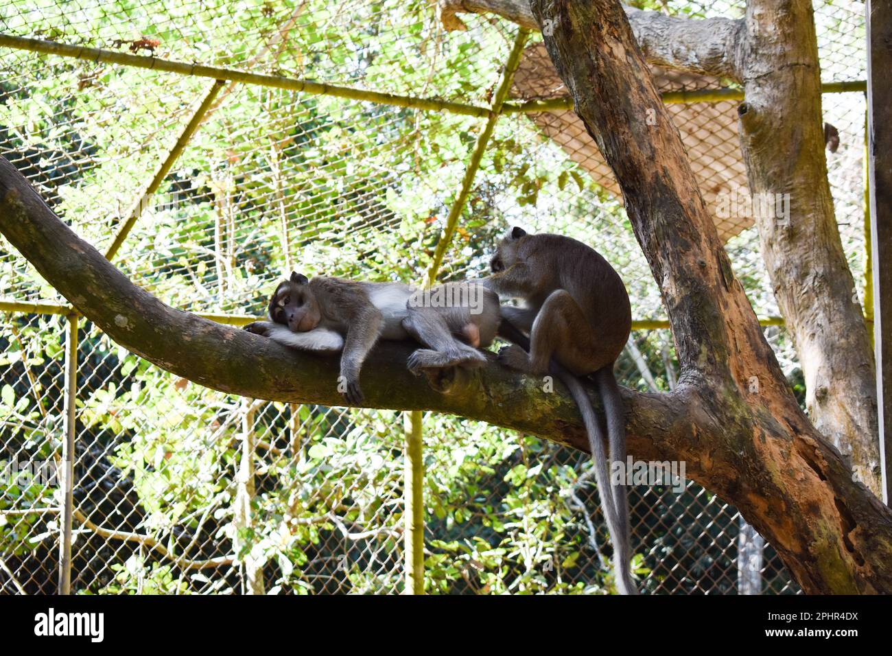 Schnatternde affen -Fotos und -Bildmaterial in hoher Auflösung – Alamy