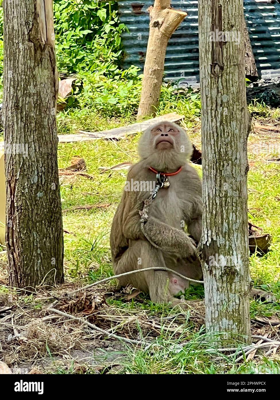 Ko Samui, Thailand. 17. März 2023. Ein Affe an einer Kette blickt in ...