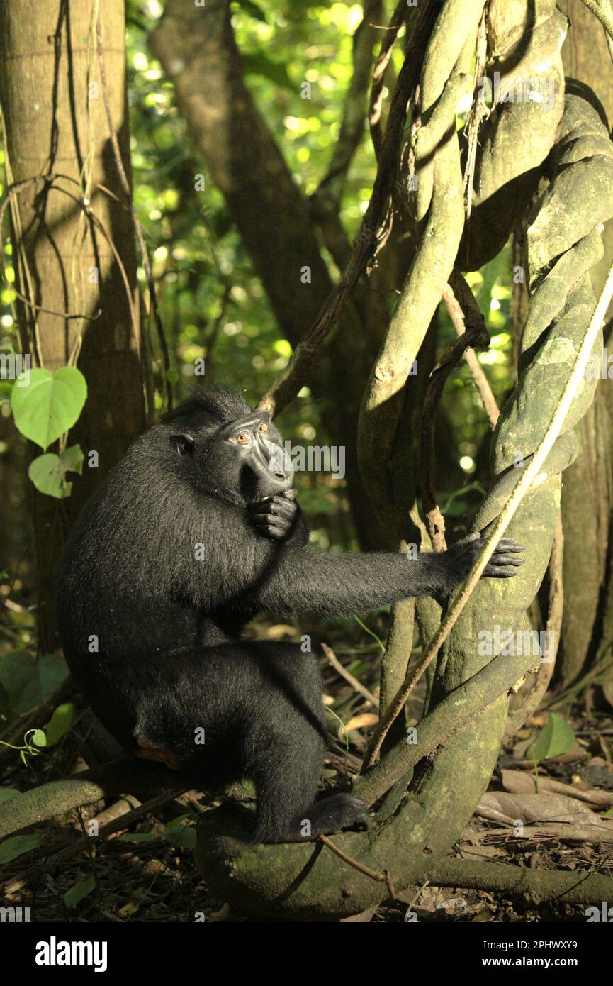 Dimorpher primat -Fotos und -Bildmaterial in hoher Auflösung – Alamy