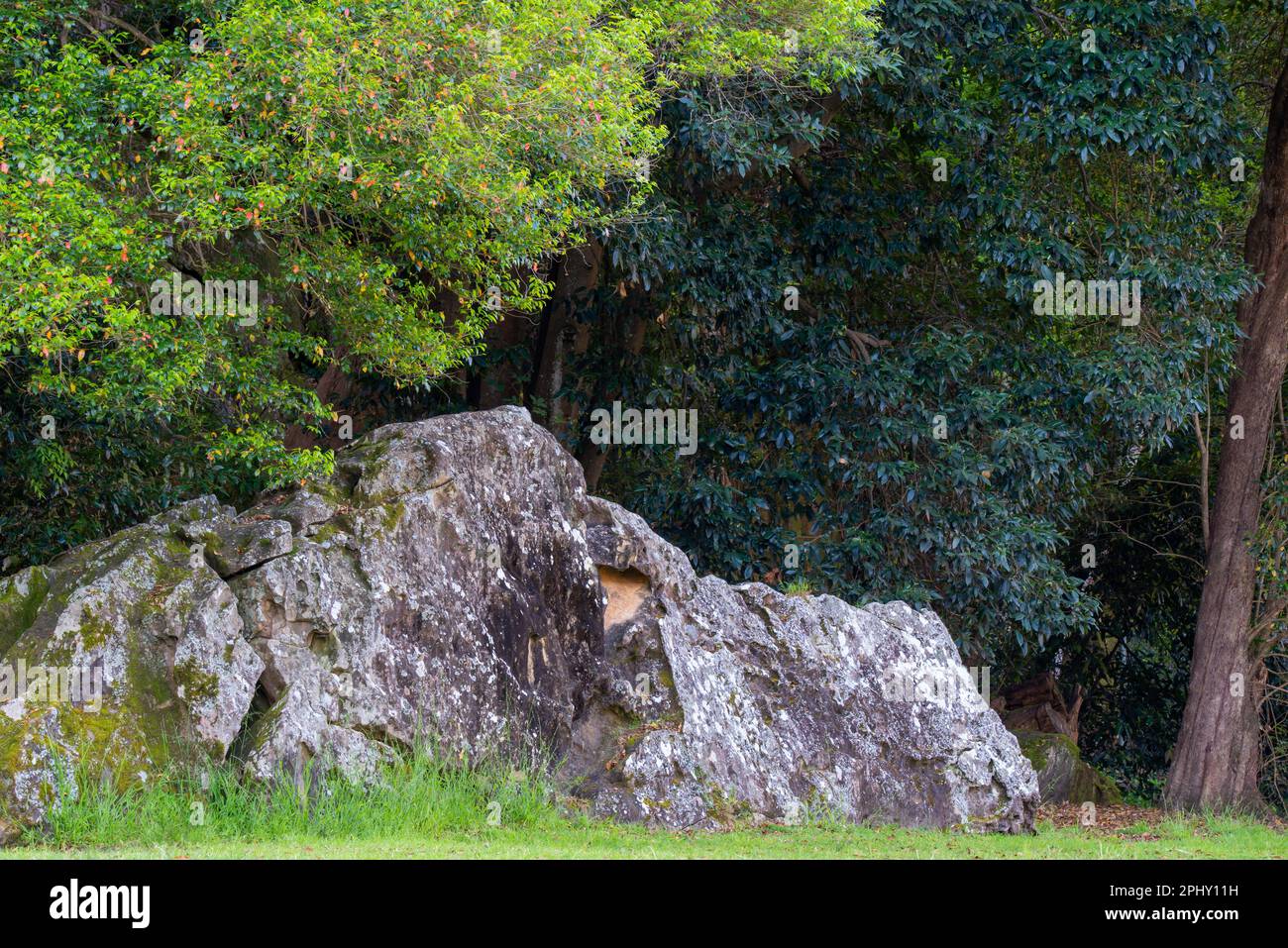 Australian native plants -Fotos und -Bildmaterial in hoher Auflösung – Alamy