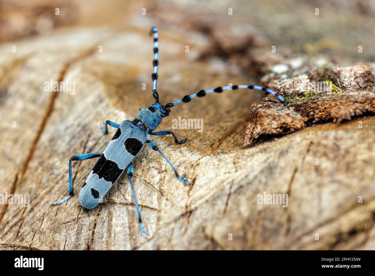 Scha rfenausdehnung -Fotos und -Bildmaterial in hoher Auflösung – Alamy