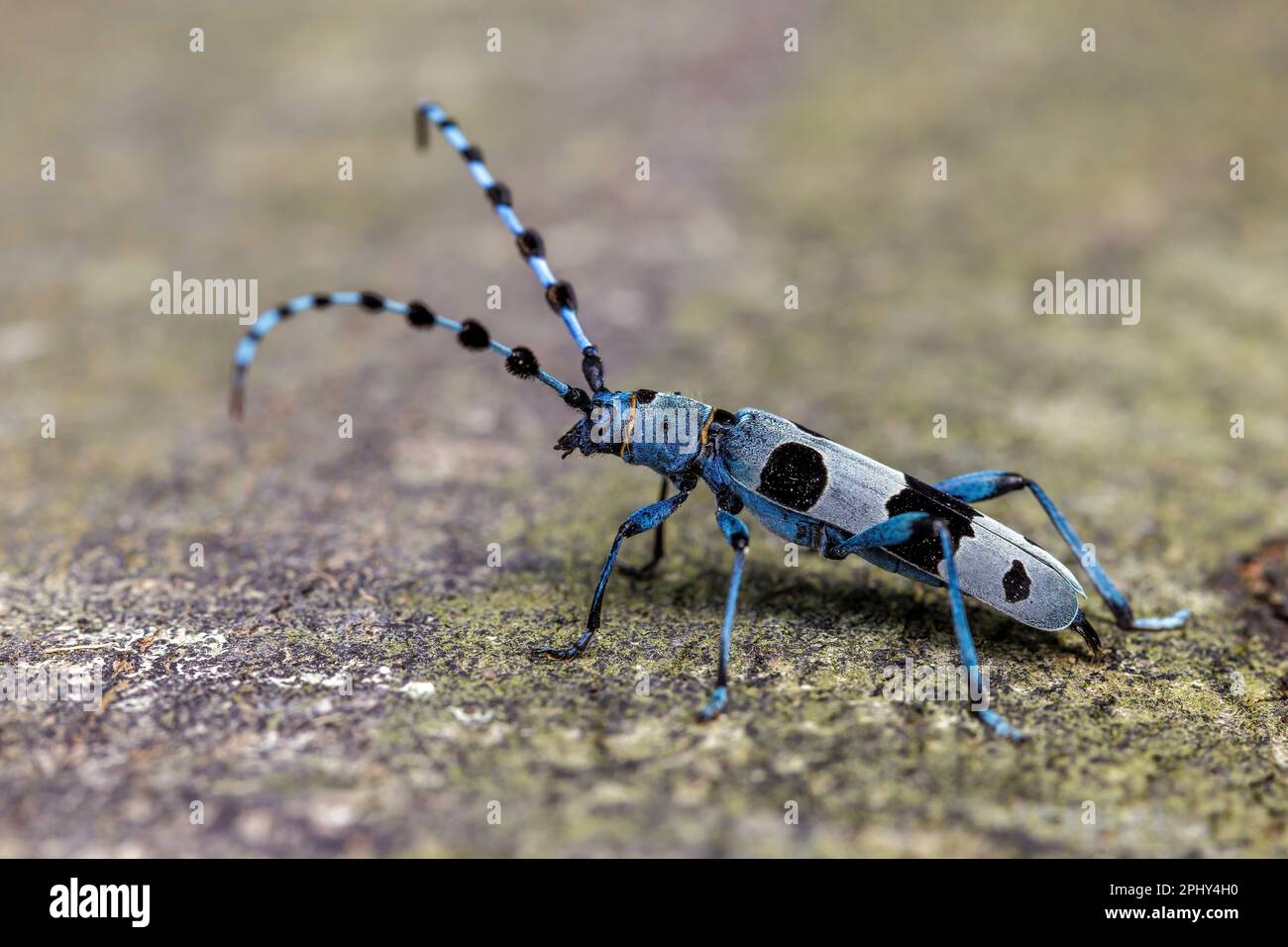 Scha rfea berlagerung -Fotos und -Bildmaterial in hoher Auflösung – Alamy