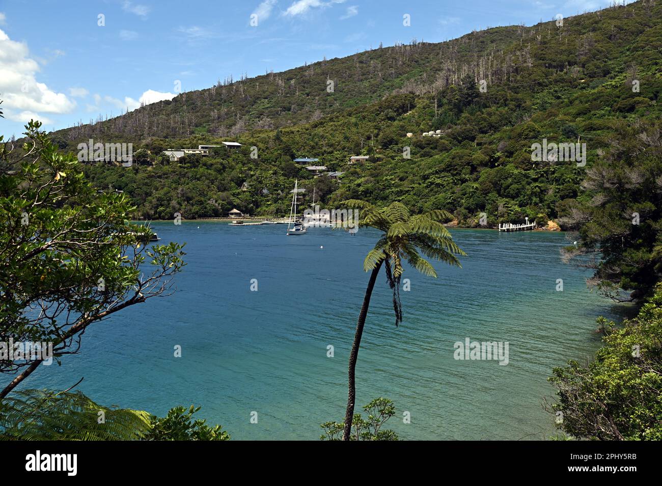 Blick auf Punga Cove, Endeavour Inlet, vom Queen Charlotte Track ...