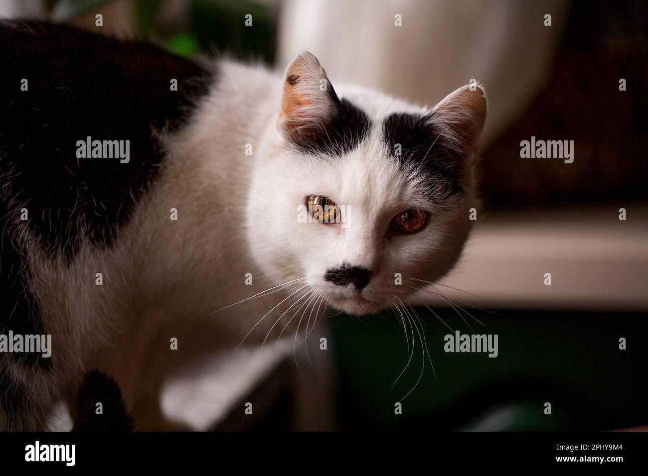 Dachkuchen -Fotos und -Bildmaterial in hoher Auflösung – Alamy