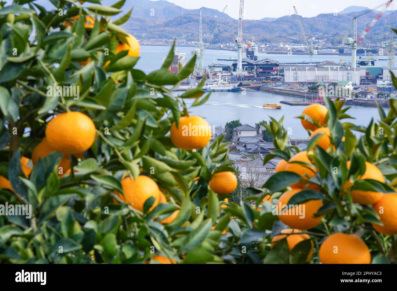 IMAGE DISTRIBUTED FOR HIROSHIMA TOURISM ASSOCIATION - Beni-hassaku ...