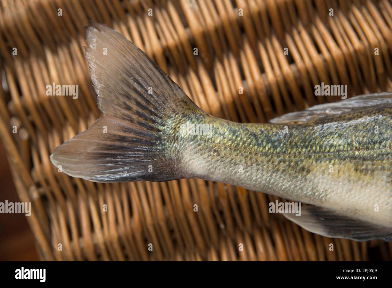 Zander schwanzflosse -Fotos und -Bildmaterial in hoher Auflösung – Alamy