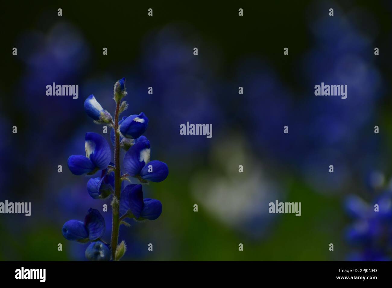 Blumen lebendige farben -Fotos und -Bildmaterial in hoher Auflösung – Alamy