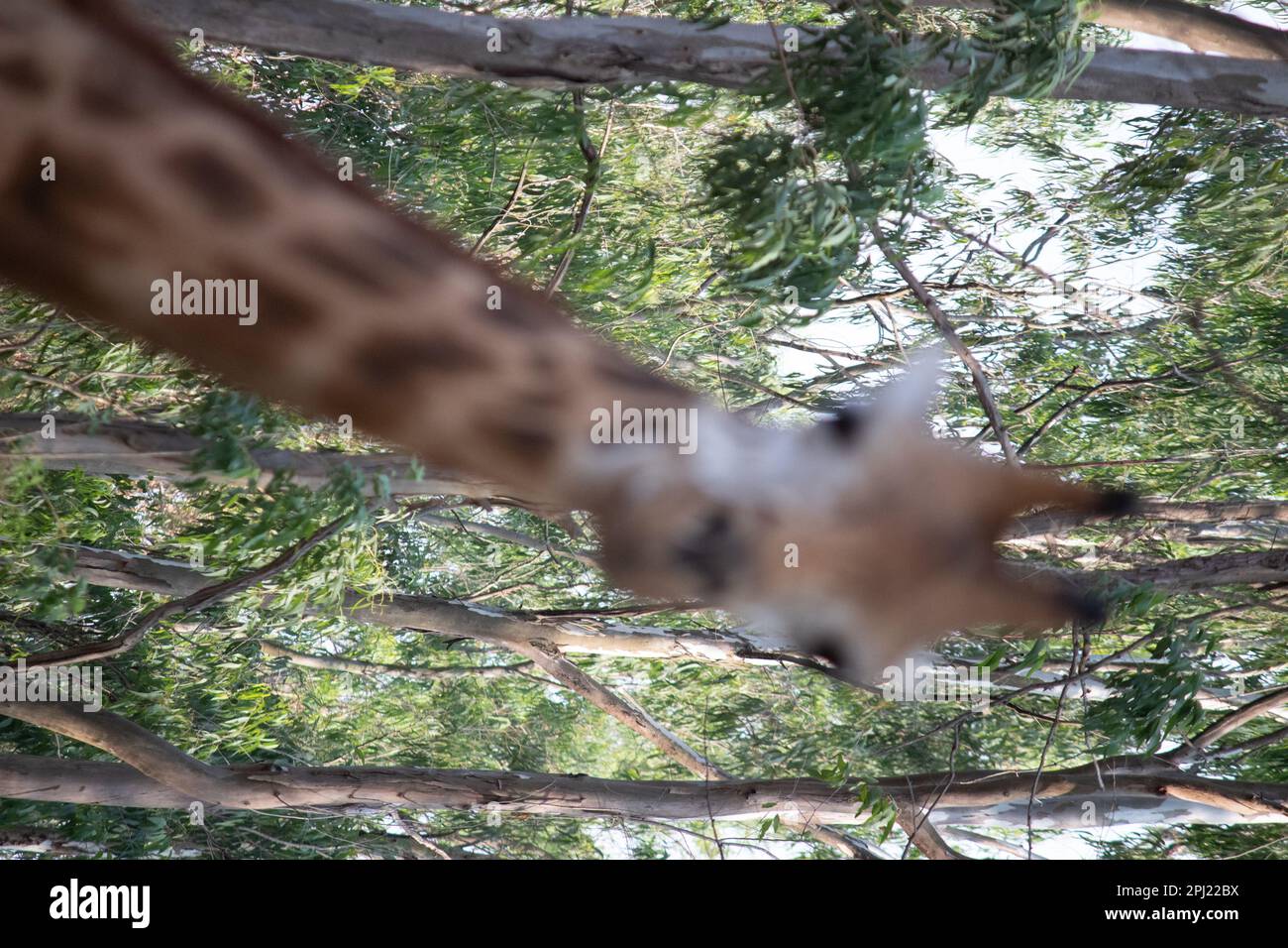 Giraffe im Bannerghatta-Nationalpark Bangalore im Zoo. Forest Wildlife ...