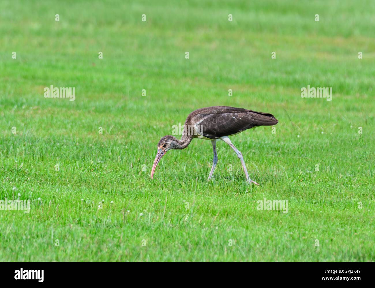 Ibis mobile -Fotos und -Bildmaterial in hoher Auflösung – Alamy