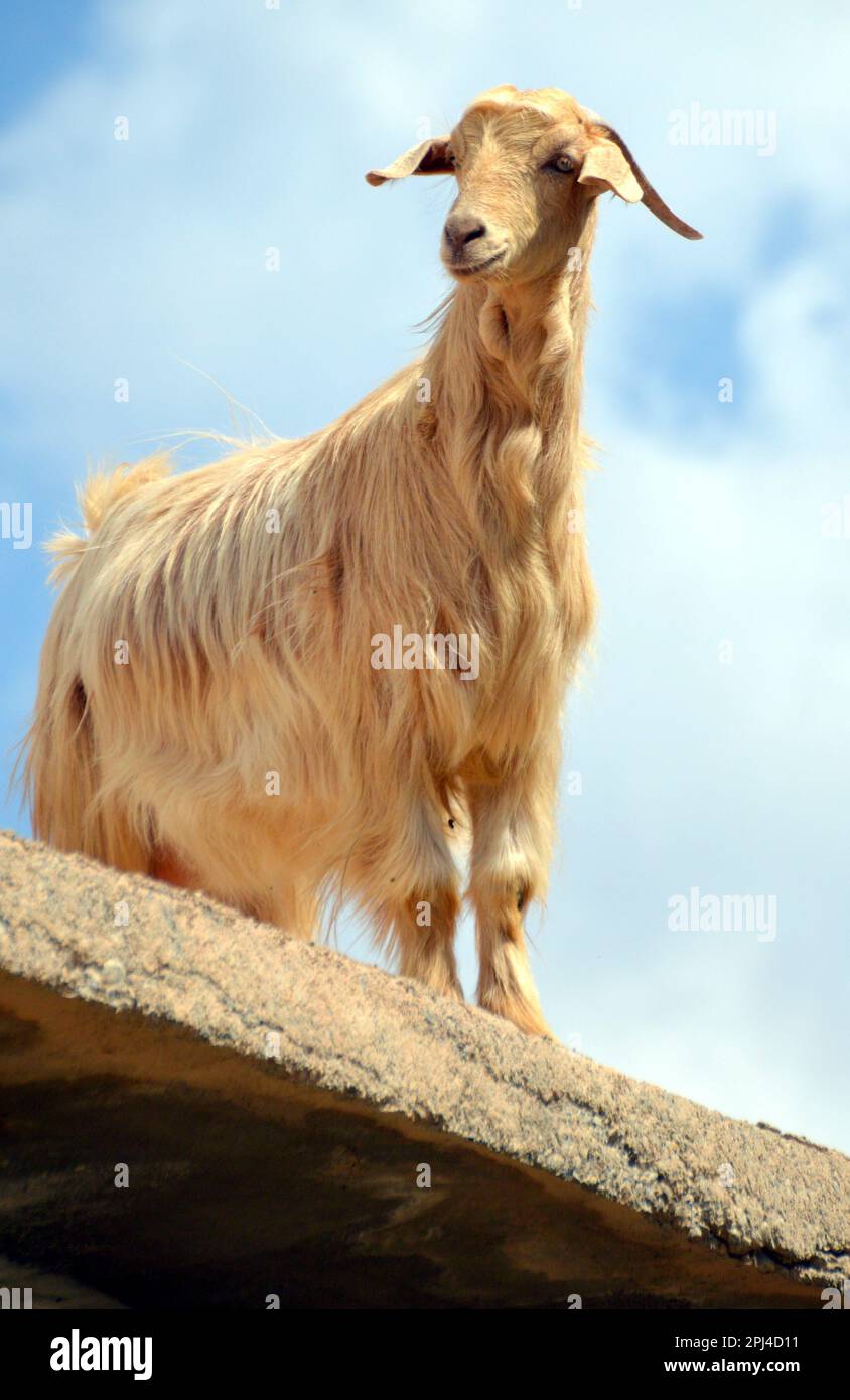 Oman, Al Hamra: Eine Ziege auf dem Dach eines leeren Gebäudes im alten ...
