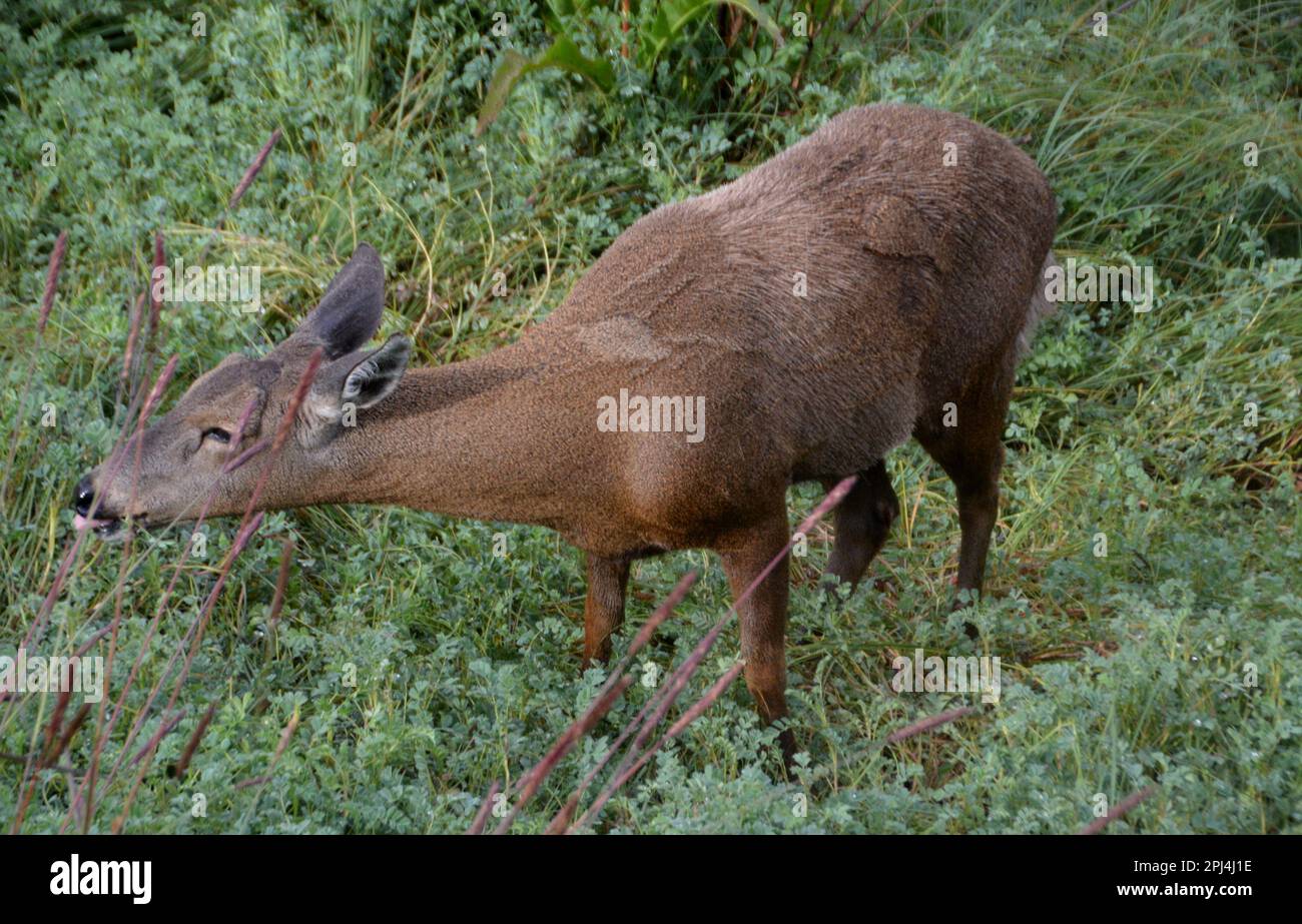 South andean deer -Fotos und -Bildmaterial in hoher Auflösung – Alamy