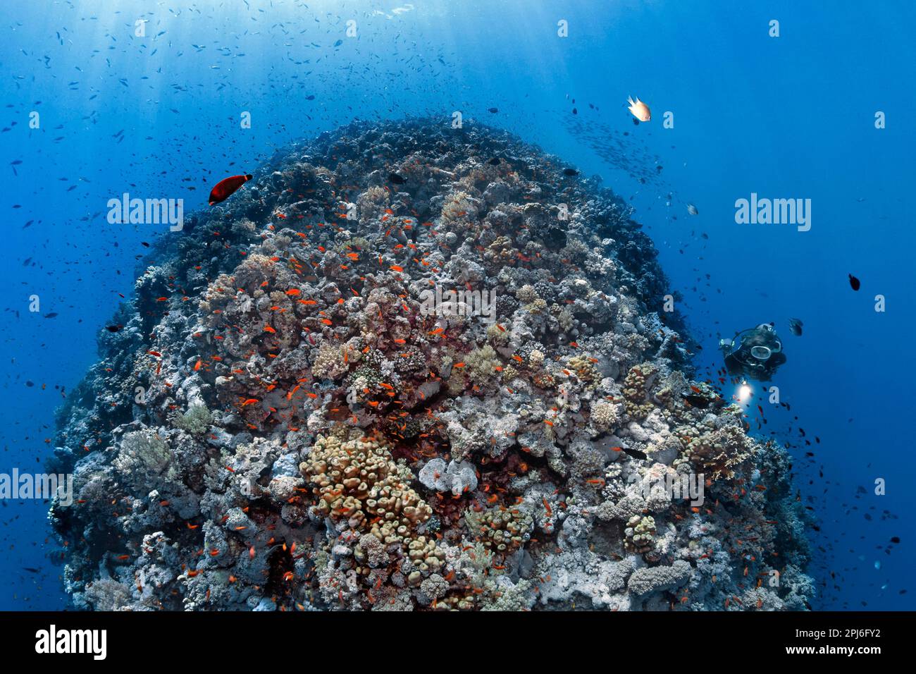 Tauchen auf dem Riffkamm von Steinkorallen (Scleractinia), Korallenriff ...