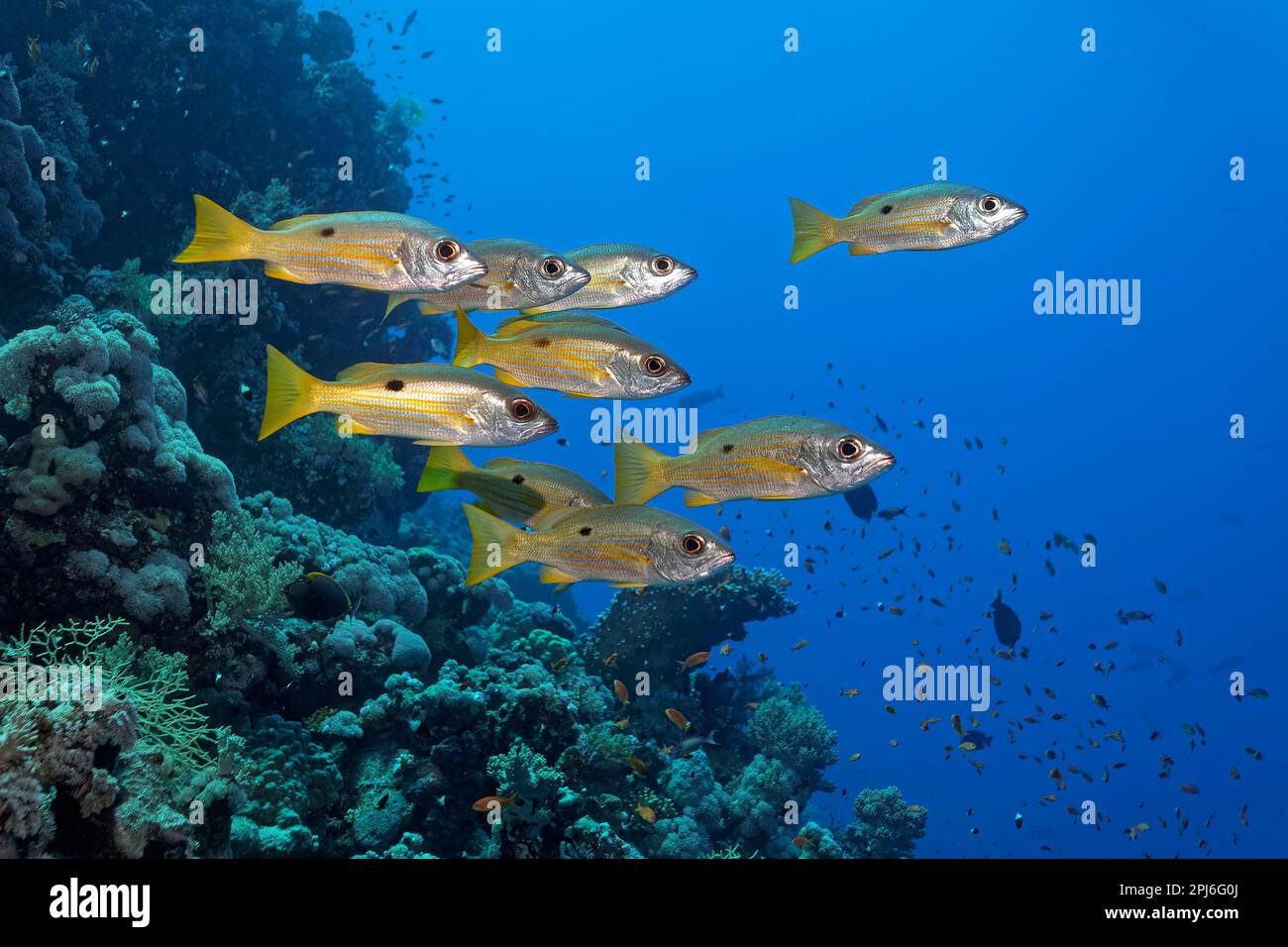 Fischschwärme, Ehrenbergs Schnapper (Lutjanus ehrenbergii) schwimmen ...