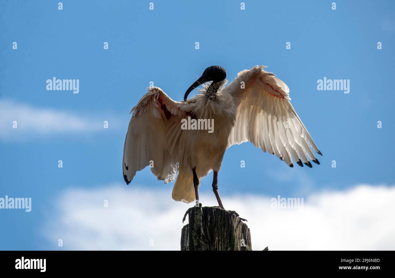 Ein australischer weißer Ibis (Threskiornis molucca) auf einem ...