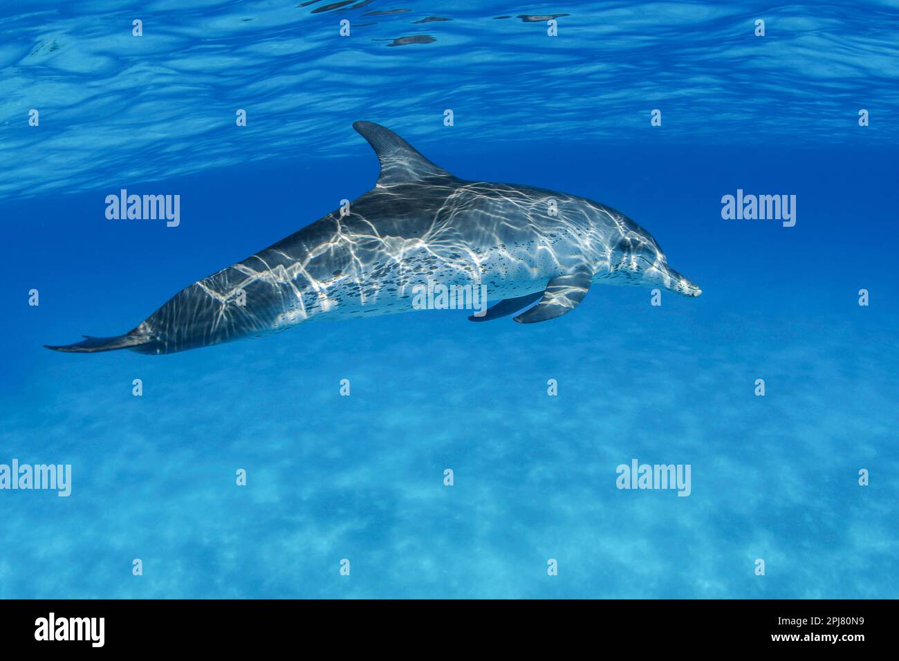 Der atlantische Delfin Stenella frontalis wurde in Herden von mehreren ...