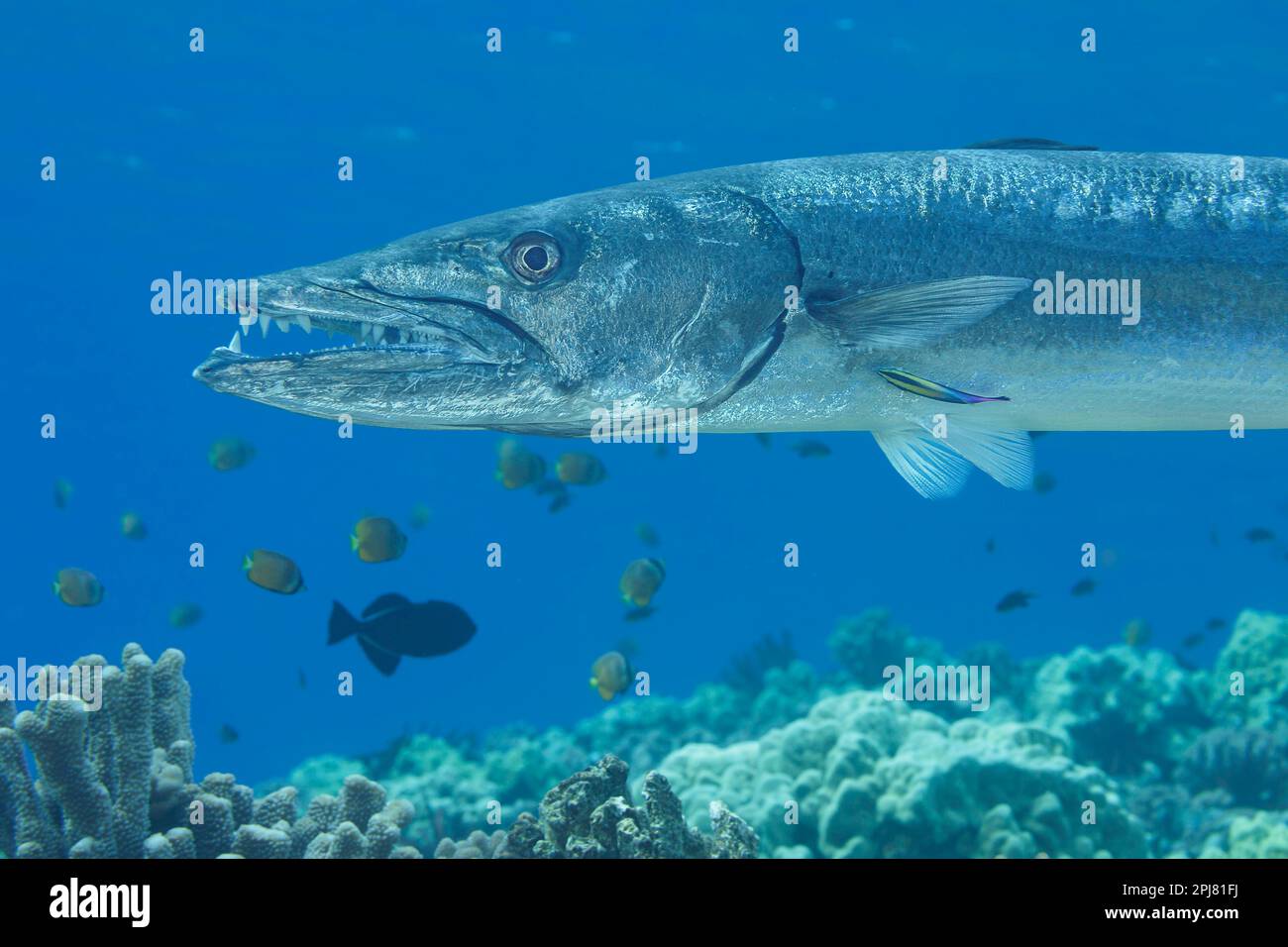 Große Barracuda, sphyraena Barracuda, erreichen so viel wie sechs Fuß ...