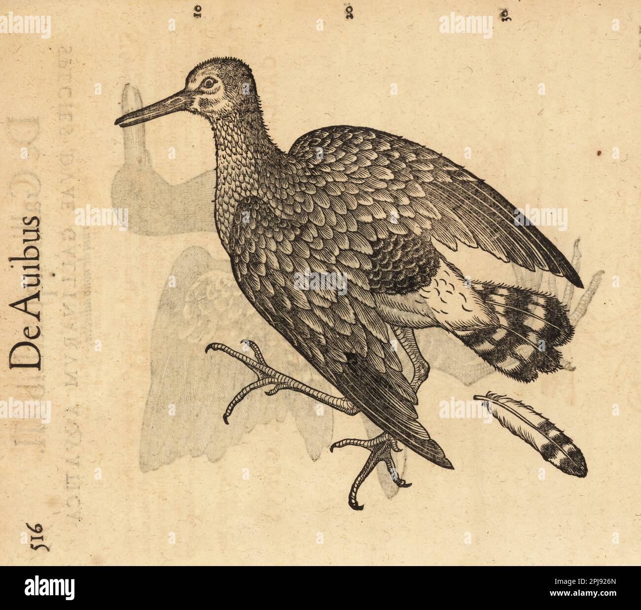 Art der Wasserbahn, Rallus aquaticus. De avibus, species gallinae ...