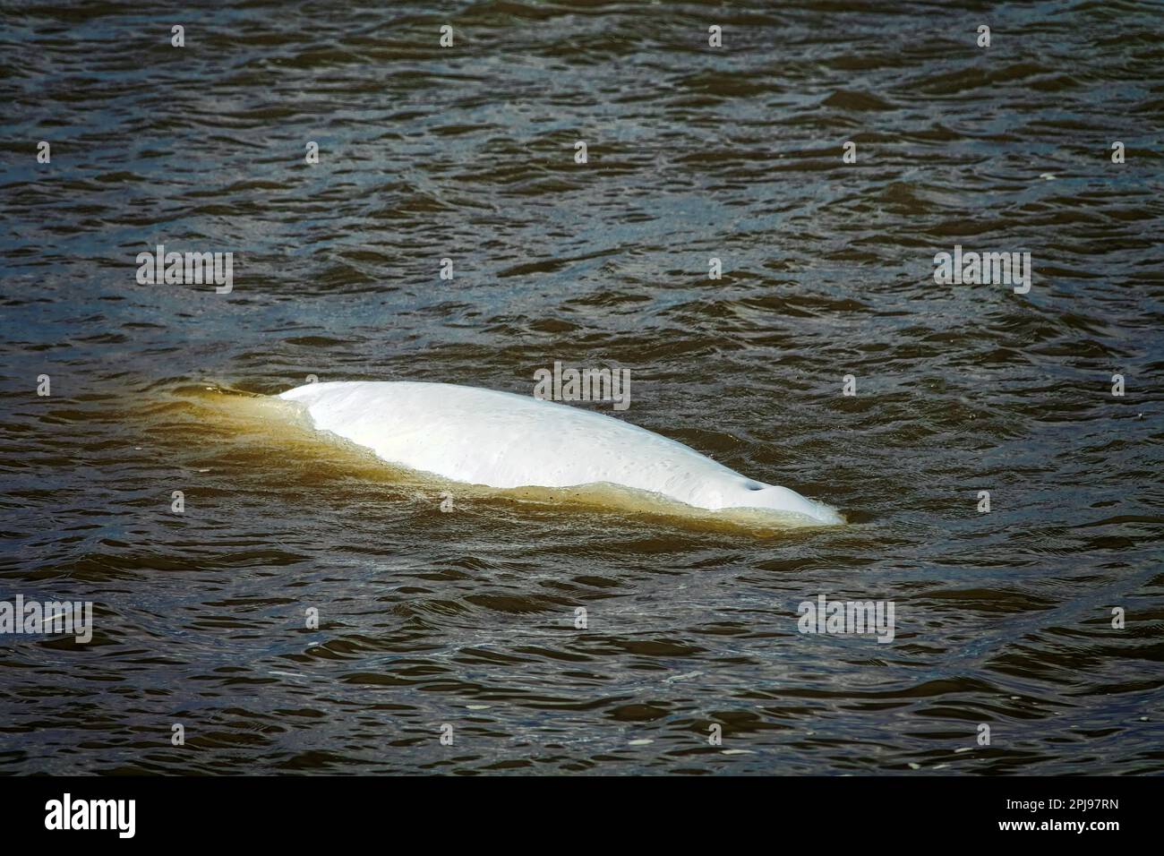 Wal Beluga (Delphinapterus leucas) auf der Suche nach Lodde im weast ...