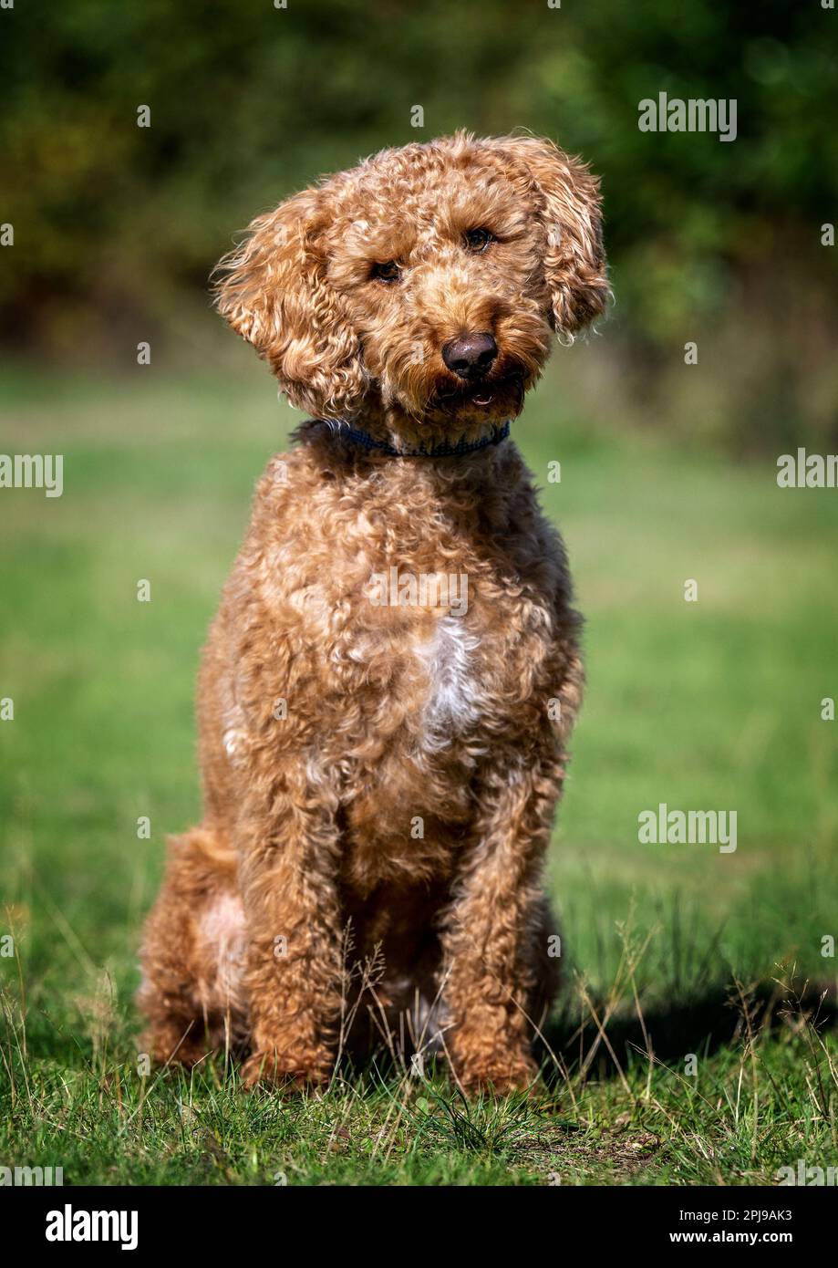 Labradoodle portrait -Fotos und -Bildmaterial in hoher Auflösung – Alamy
