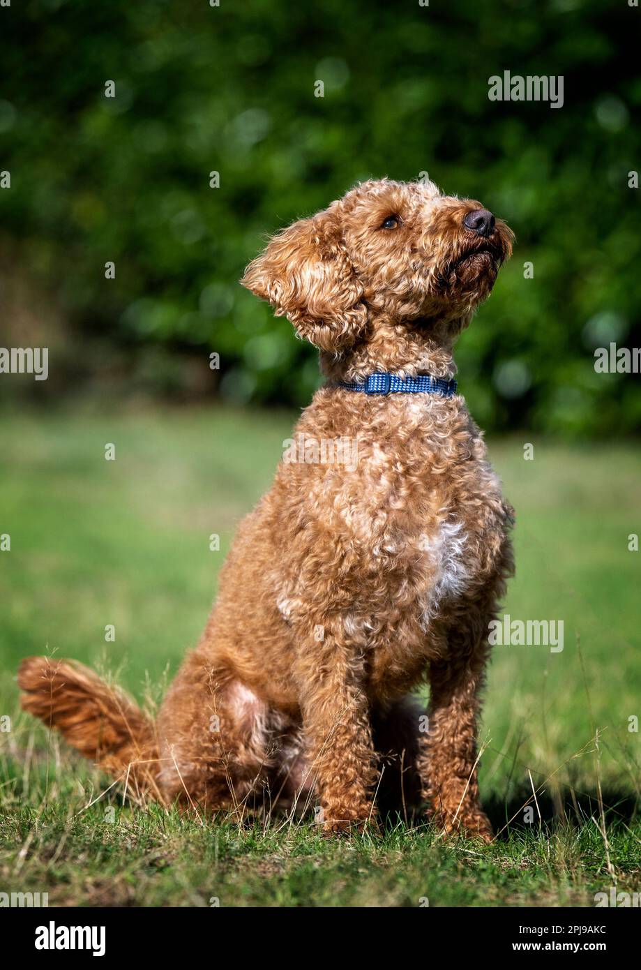 Labradoodle portrait -Fotos und -Bildmaterial in hoher Auflösung – Alamy